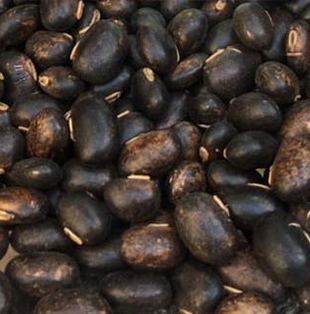 KOVAI GLOBAL EXPORTS INC. - Products