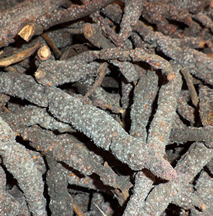 KOVAI GLOBAL EXPORTS INC. - Products